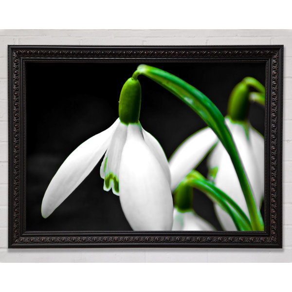 Bright Star Snowdrop Flower - Single Picture Frame Print | Wayfair.co.uk