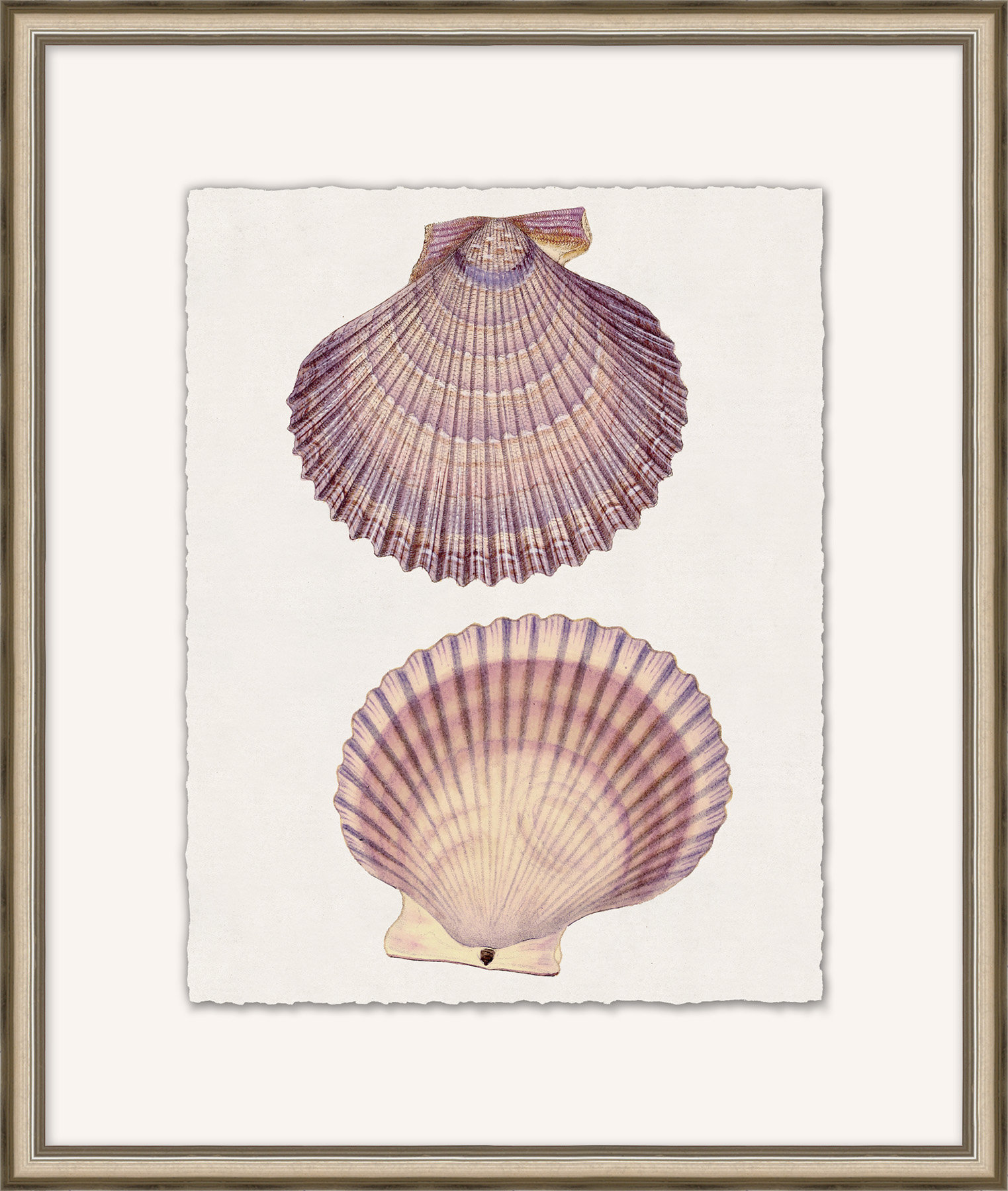 Wendover Art Group Mauve Shell Study 4 - Picture Frame Painting on ...