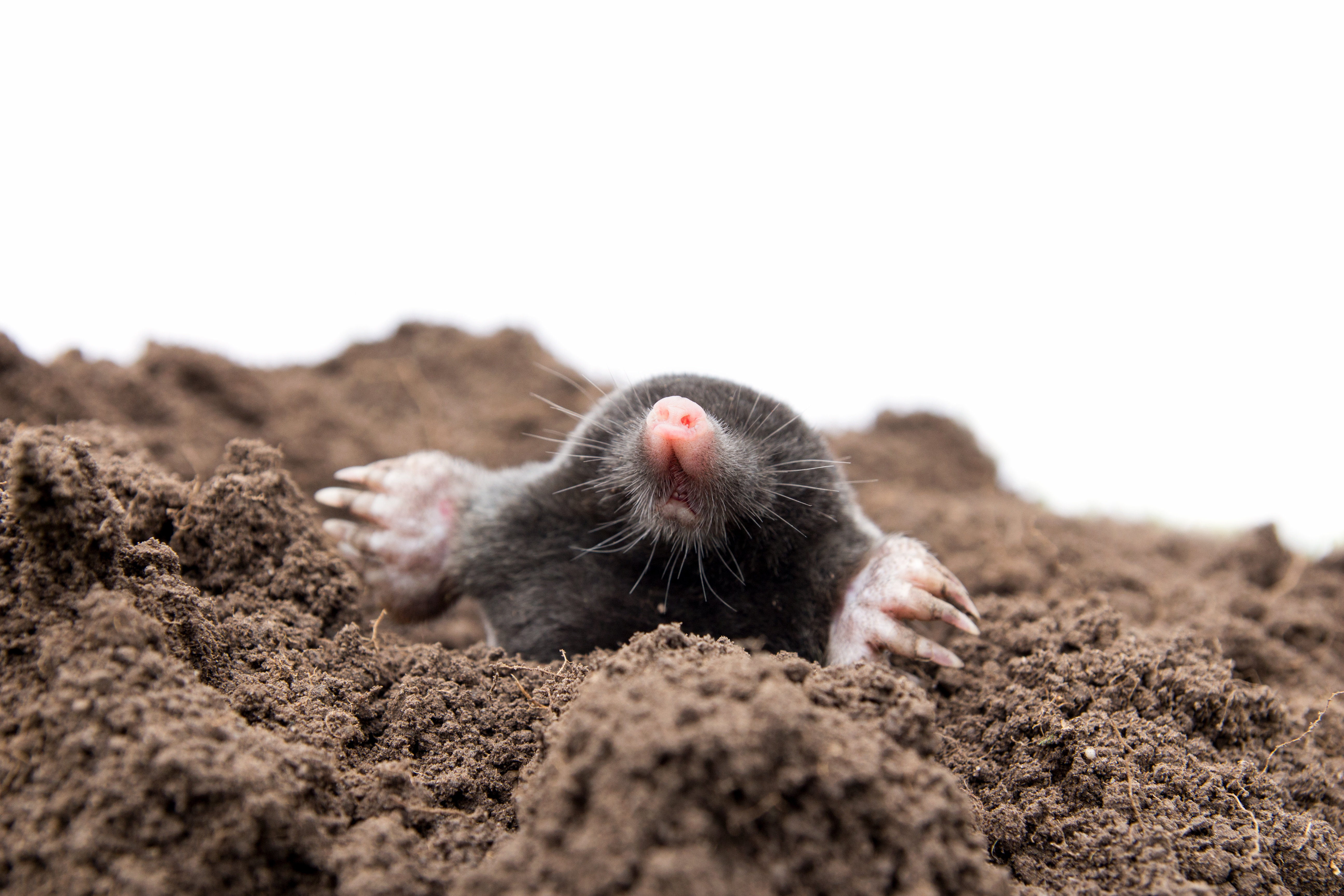 Union Rustic Curious Mole by juefraphoto - Wrapped Canvas Photograph ...