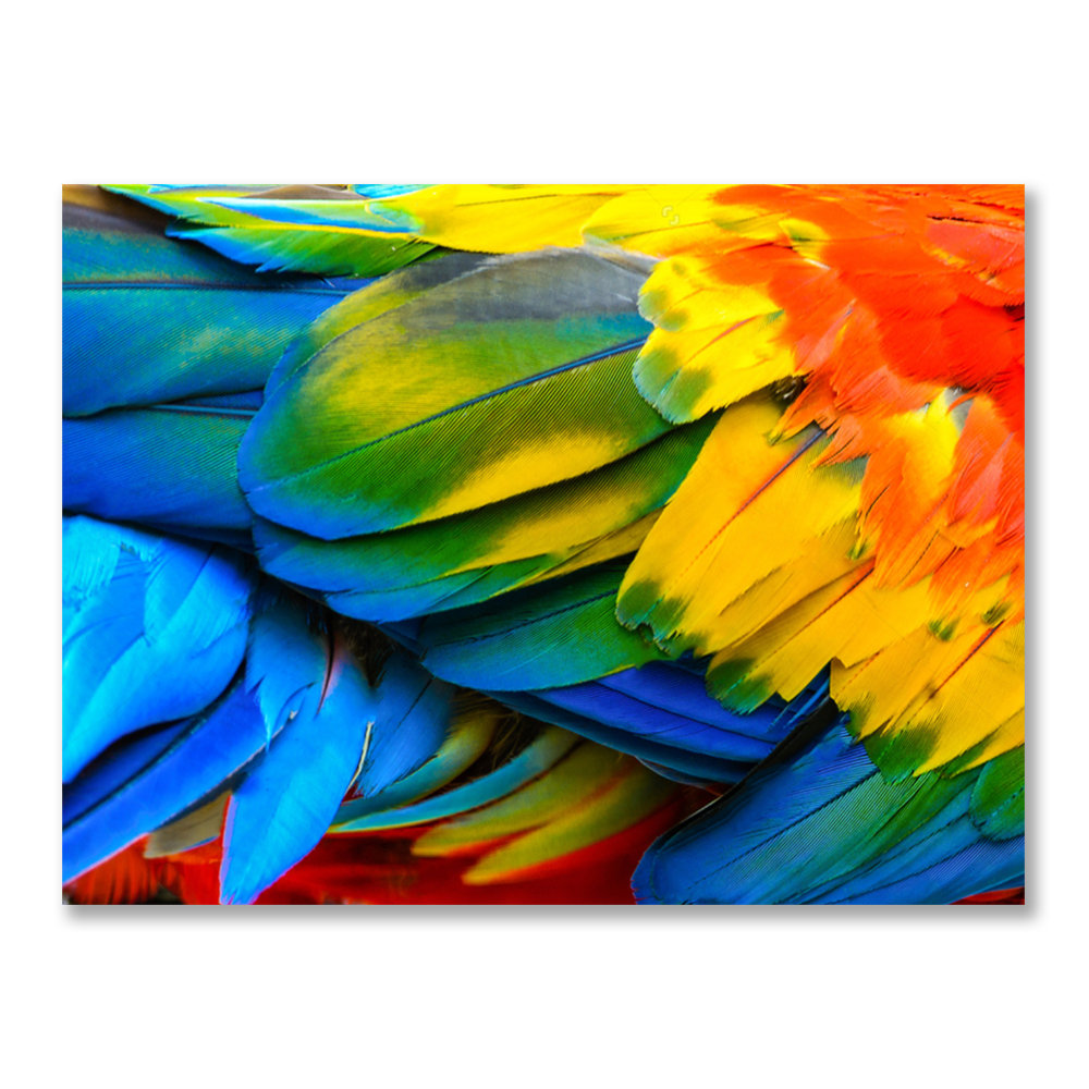 DecorumBY Rainbow Feathers One - Photograph | Wayfair