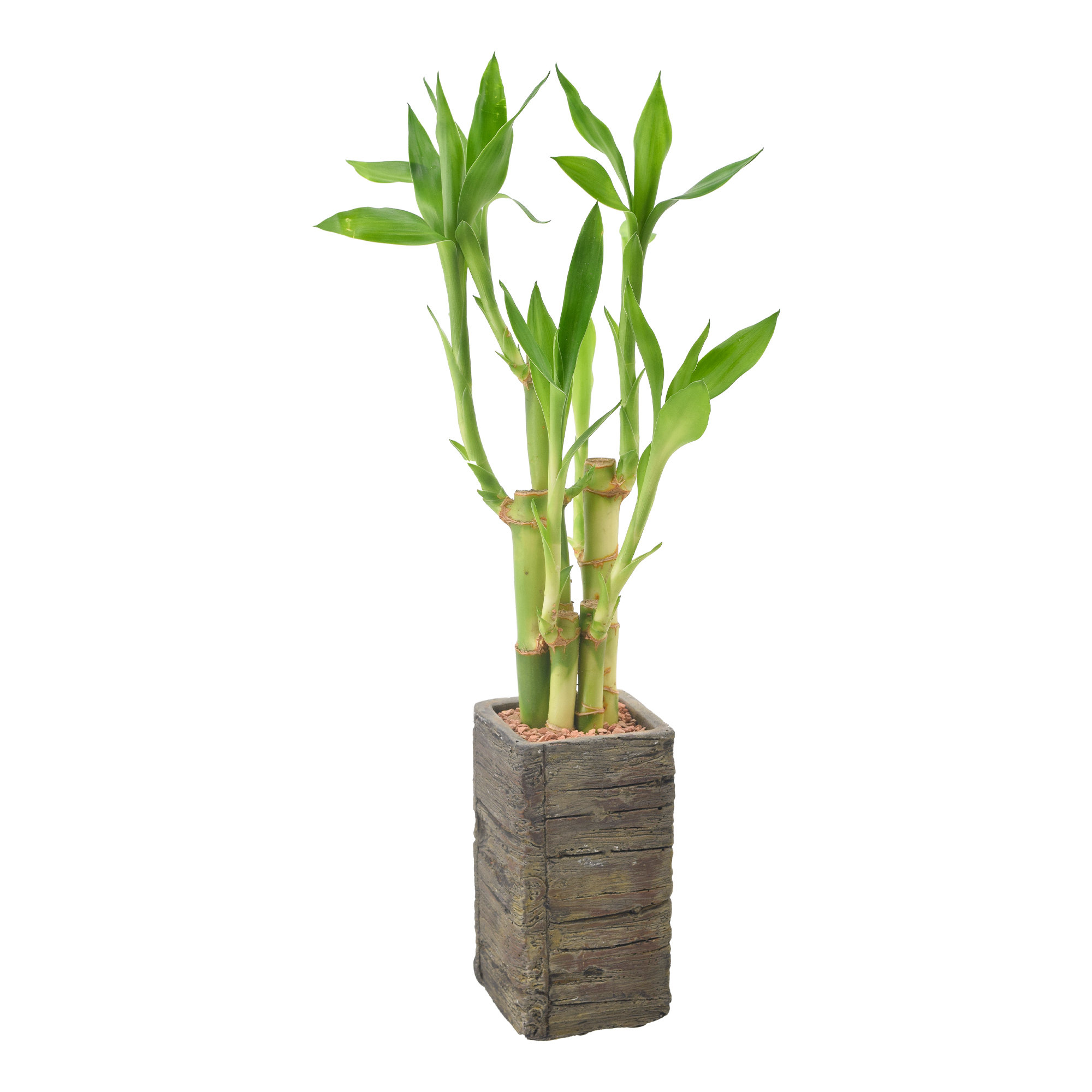 Arcadia Garden Products Low Maintenance 2.5'' Bamboo Plant Desktop ...