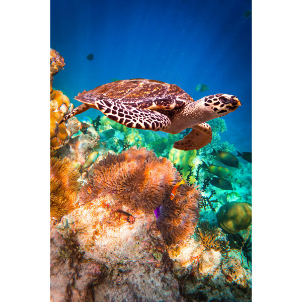 Bay Isle Home Hawksbill Turtle On Canvas by Cookelma Print | Wayfair