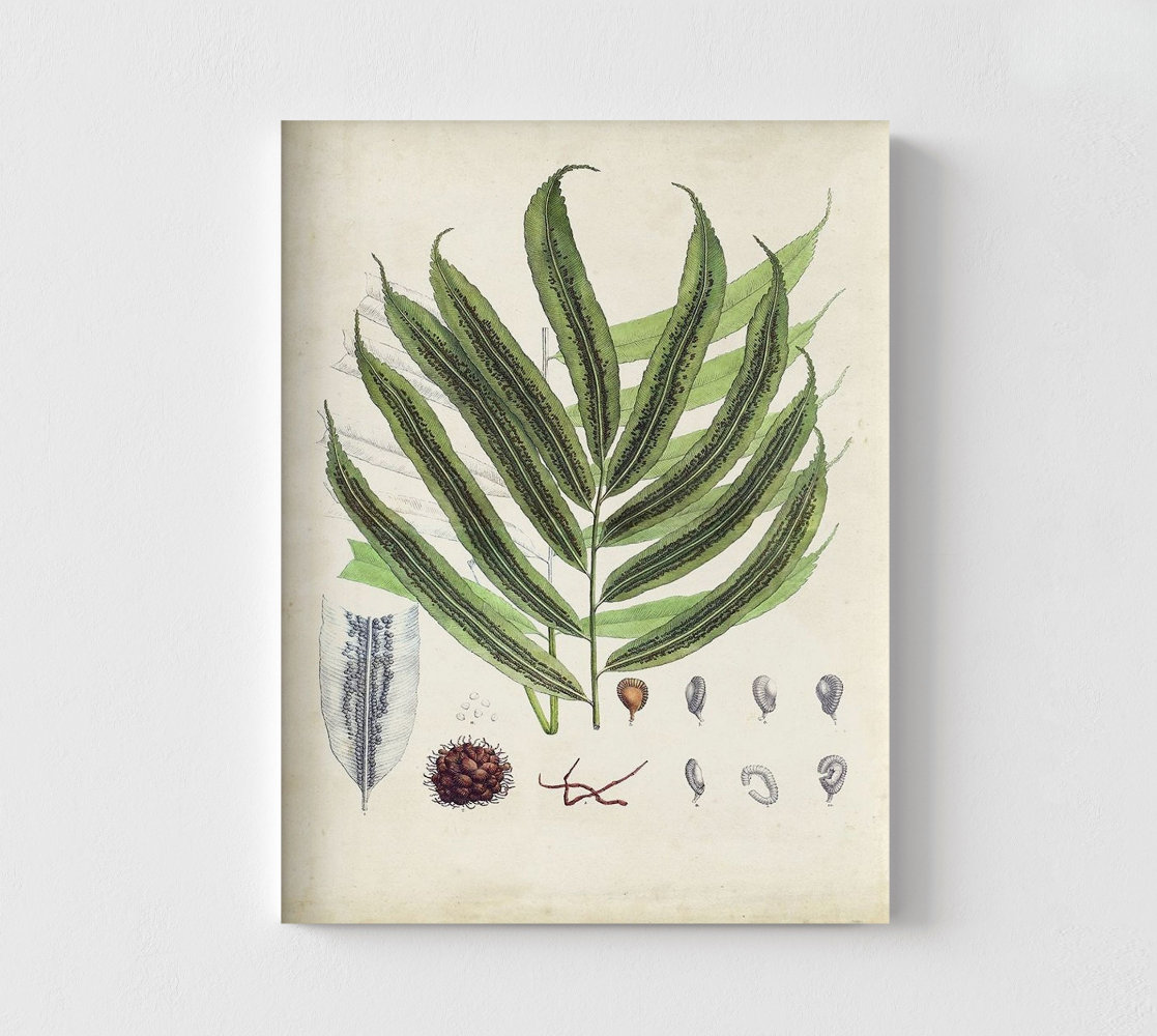 WeFrameArt Collected Ferns III, Vintage Fern Leaf Poster, Living Room ...