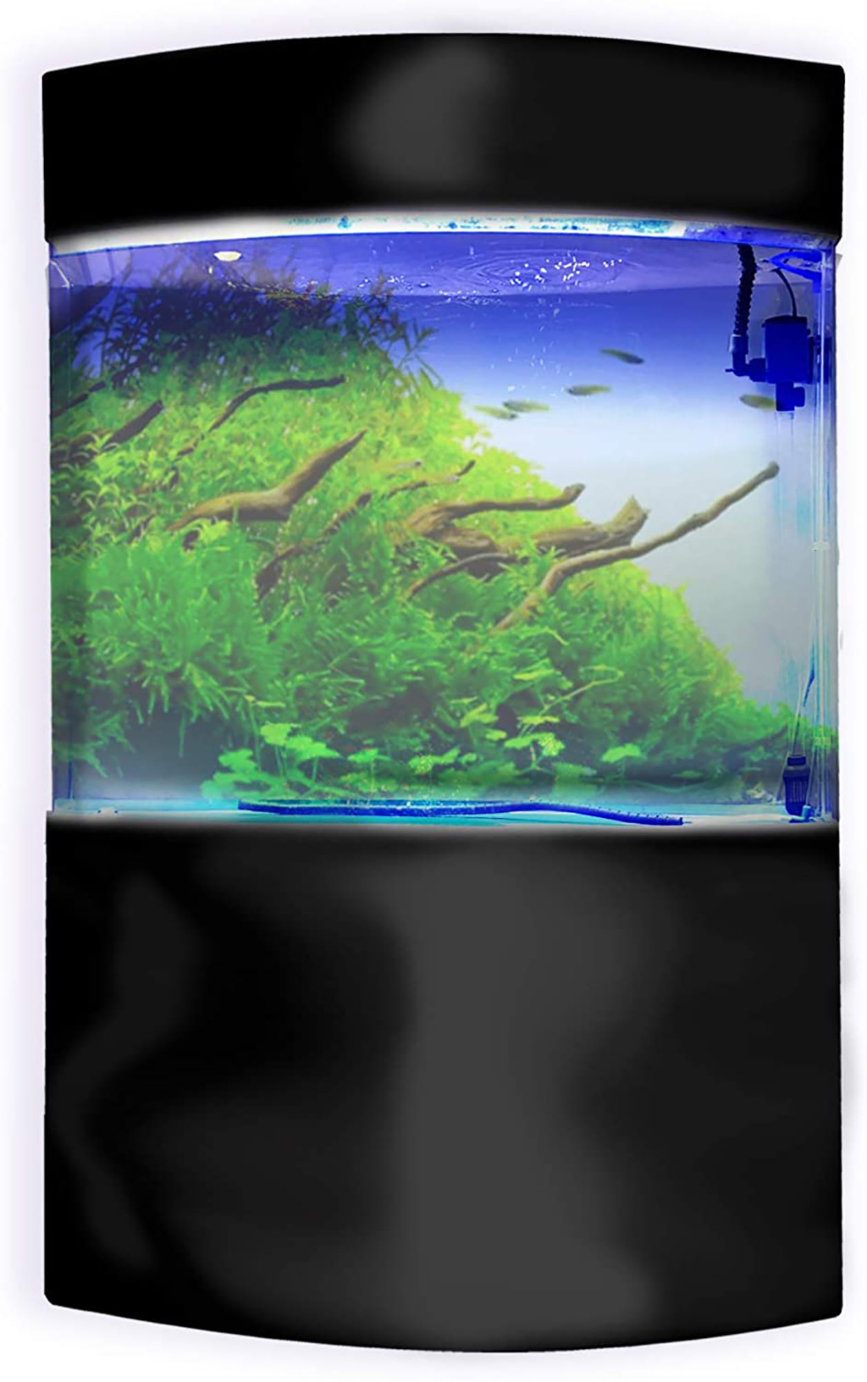 Penn Plax 58 Gallons Bowfront Aquarium Tank & Reviews | Wayfair