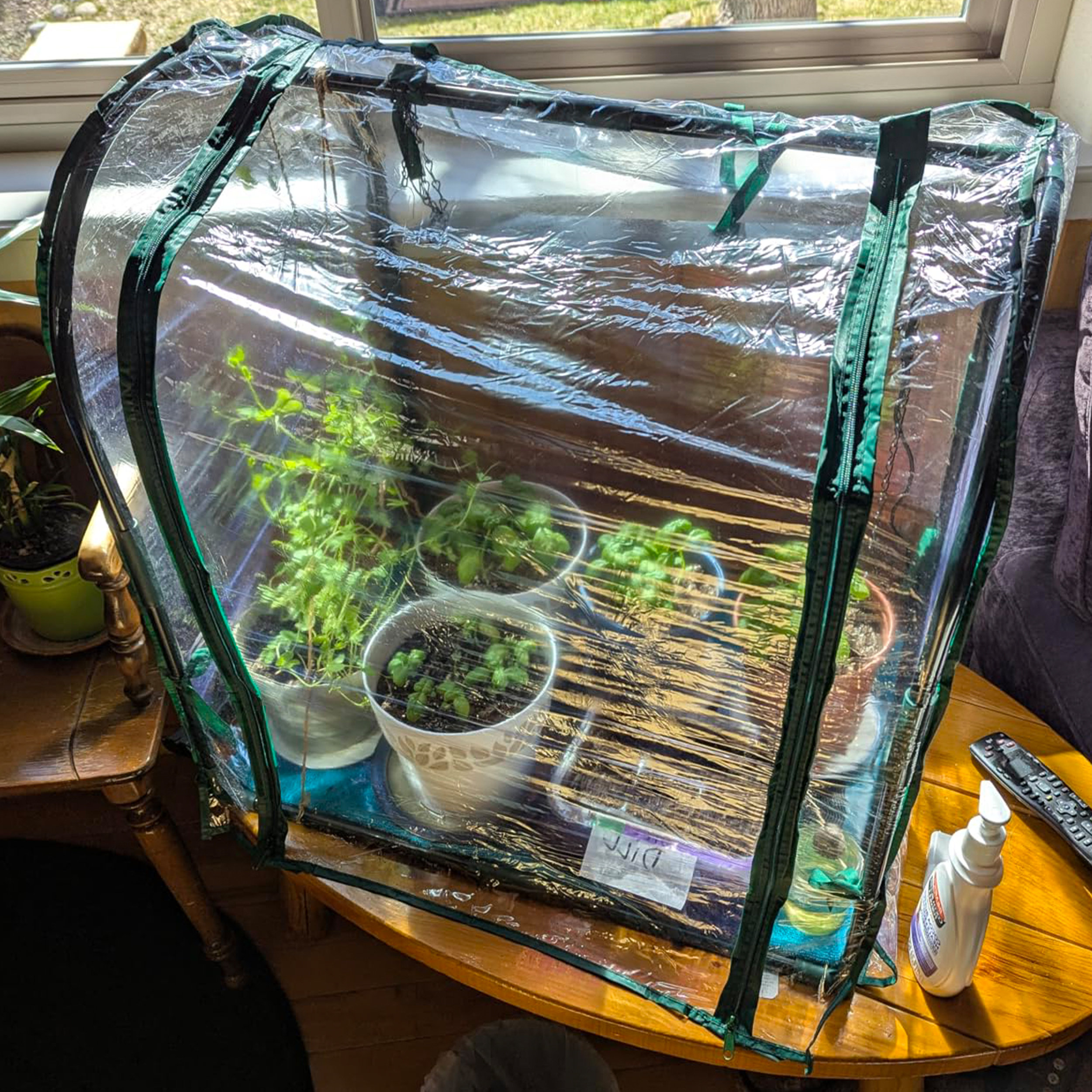 Arlmont & Co. Mini Indoor Greenhouse with Grow Lights, 27.2"L X 19.9"W ...