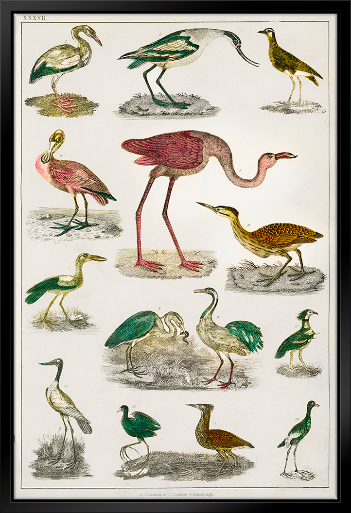 Rosecliff Heights Collection of Flightless Birds - Floater Frame Print ...