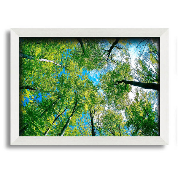 Union Rustic Forest Sky View - Single Picture Frame Art Prints ...