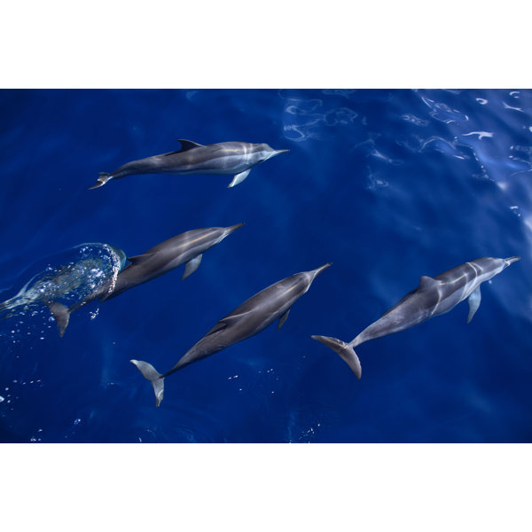 Highland Dunes Schoch Spinner Dolphins, Atlantic Ocean - Wrapped Canvas ...
