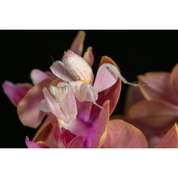 17 Stories Orchid Mantis - Wrapped Canvas Art Prints | Wayfair.co.uk