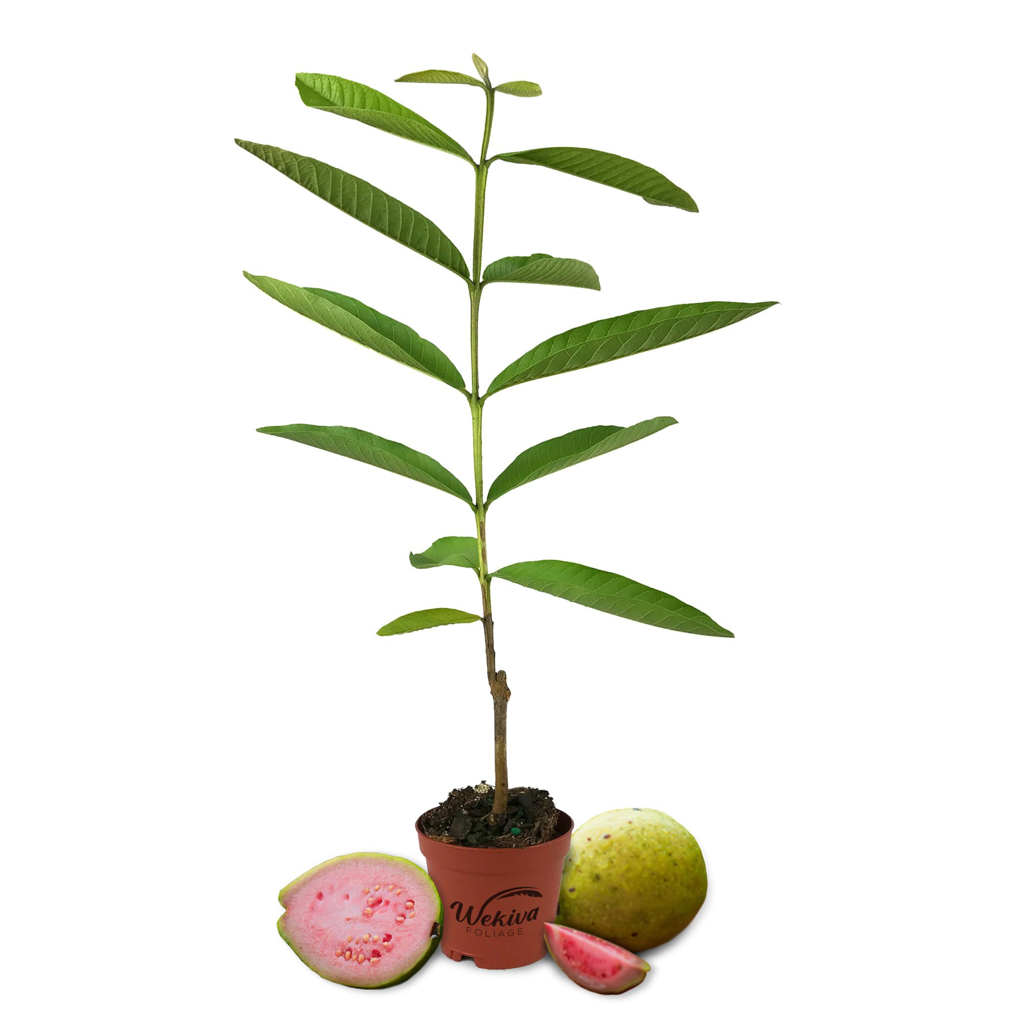 Wekiva Foliage LLC Barbie Pink Guava Tree - Live Starter Plant in a 2 ...