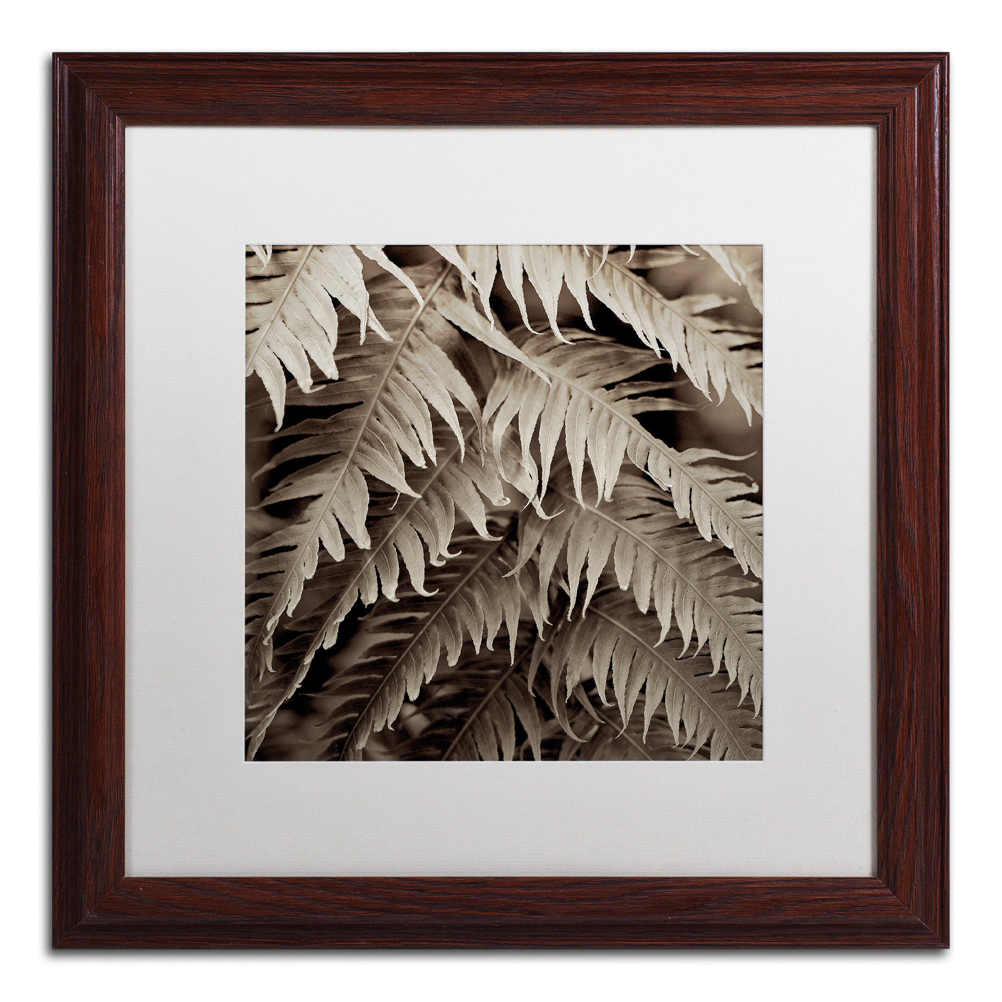 Gracie Oaks Alan Blaustein 'Florison LI' Framed Photographic Print ...