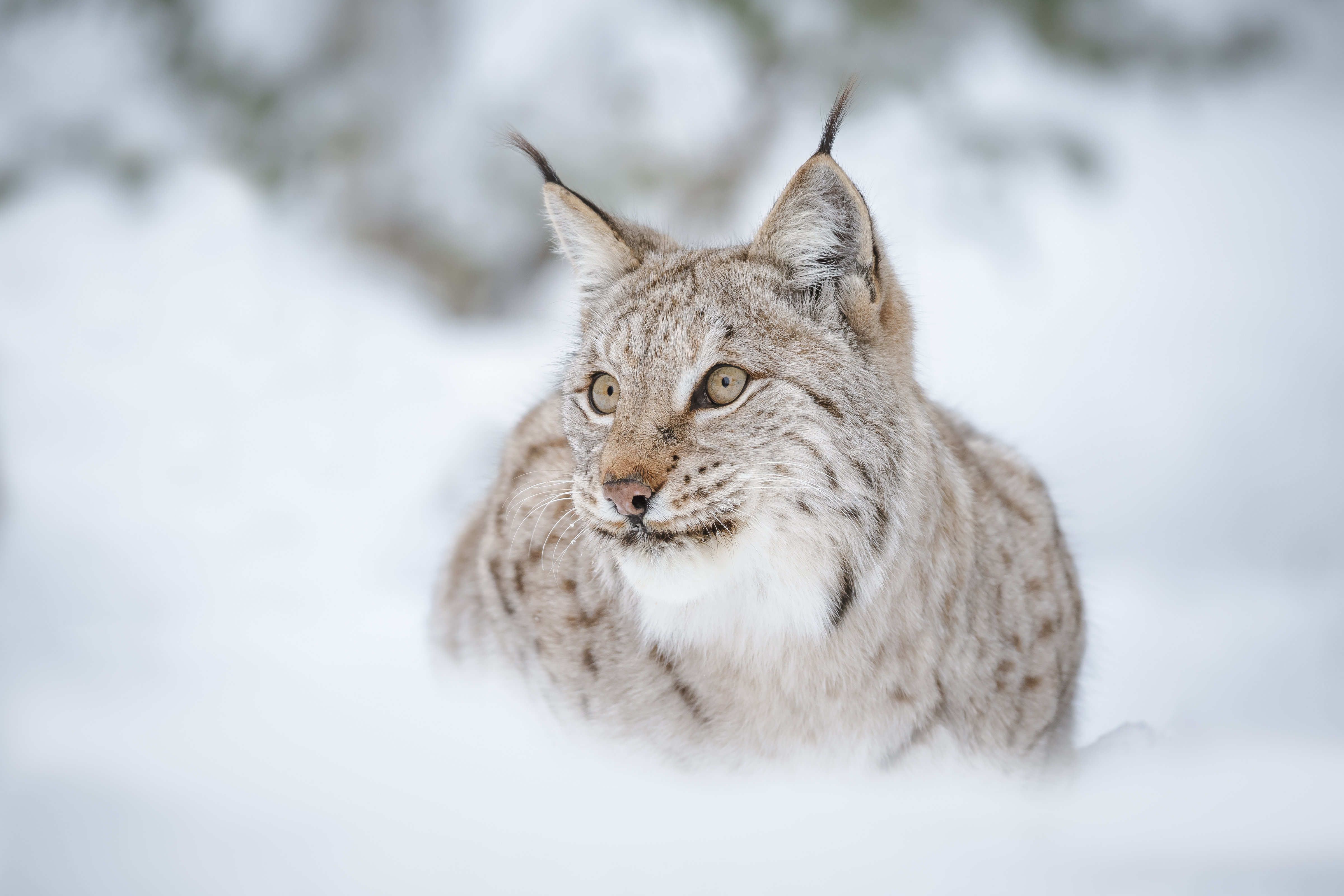 Union Rustic European Lynx by Neil Burton - Wrapped Canvas Photograph ...