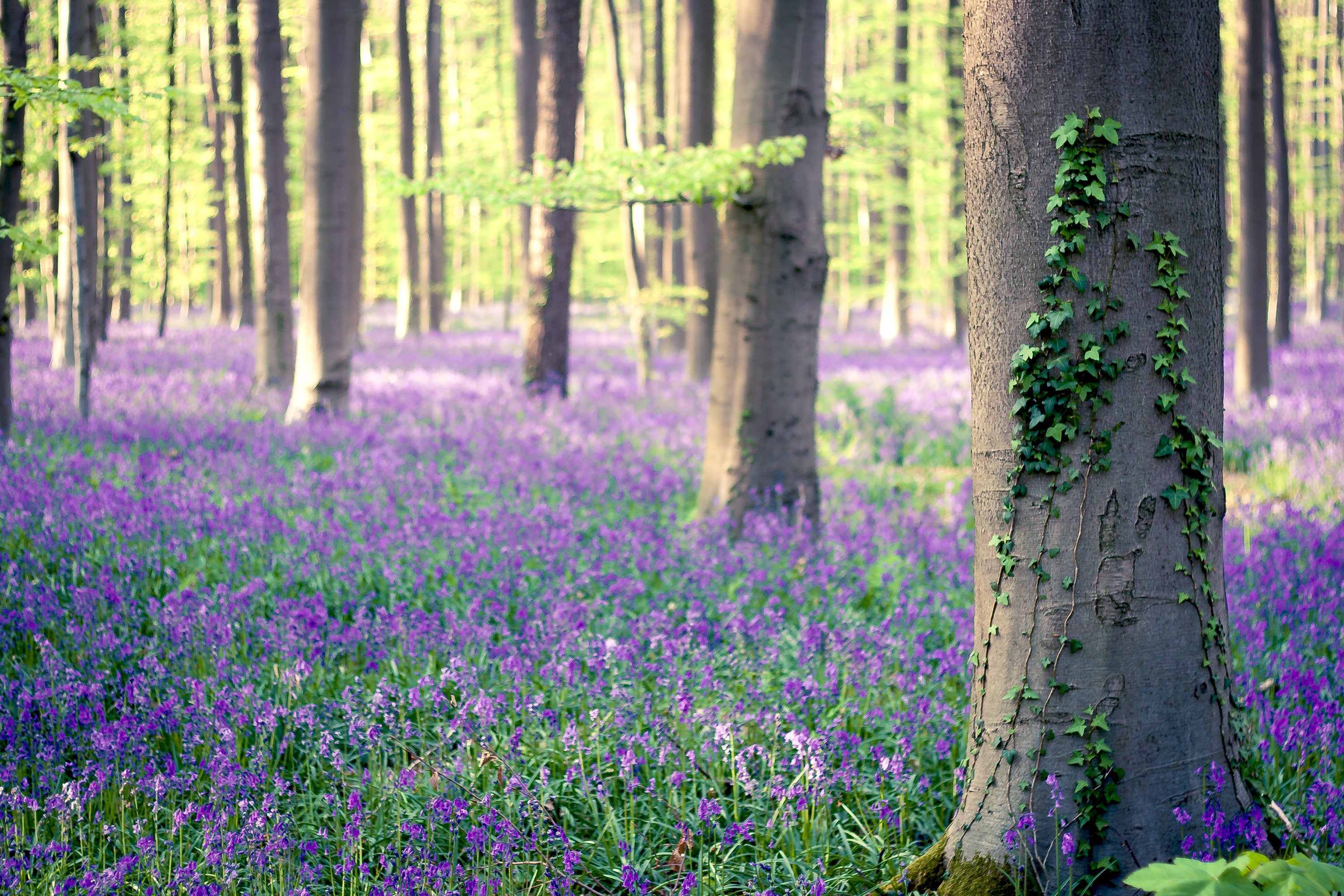 Millwood Pines Bluebells Forest by - Wrapped Canvas Photograph ...