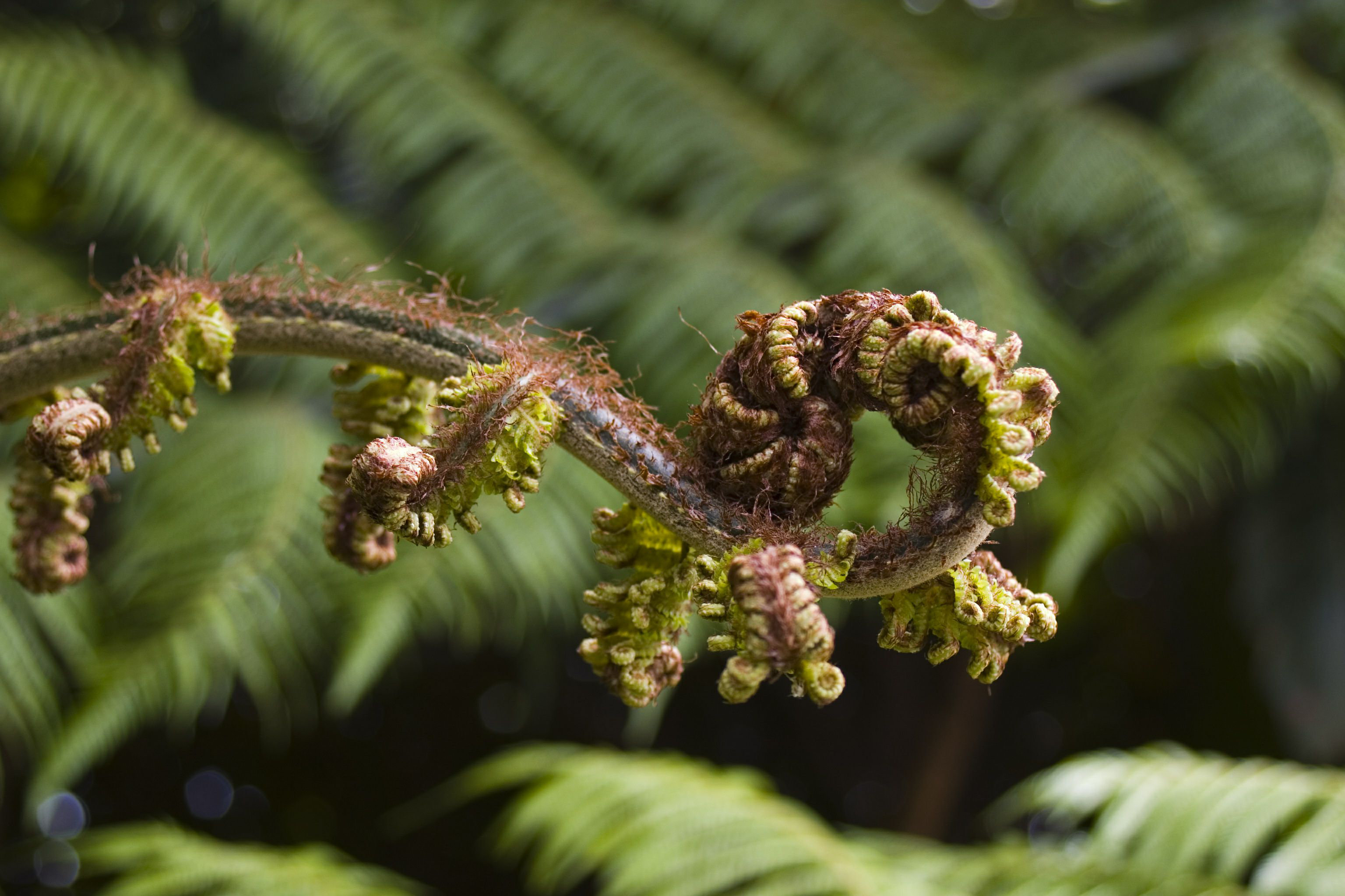 Ebern Designs Emerging Fern Frond by Macsnap - Wrapped Canvas ...