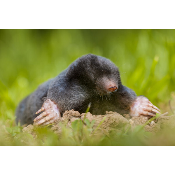 Millwood Pines " Wild Mole " Print on Canvas | Wayfair