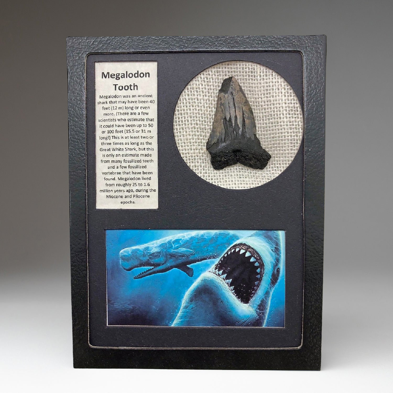 Astro Gallery of Gems Genuine Megalodon Shark Tooth In Display Box ...