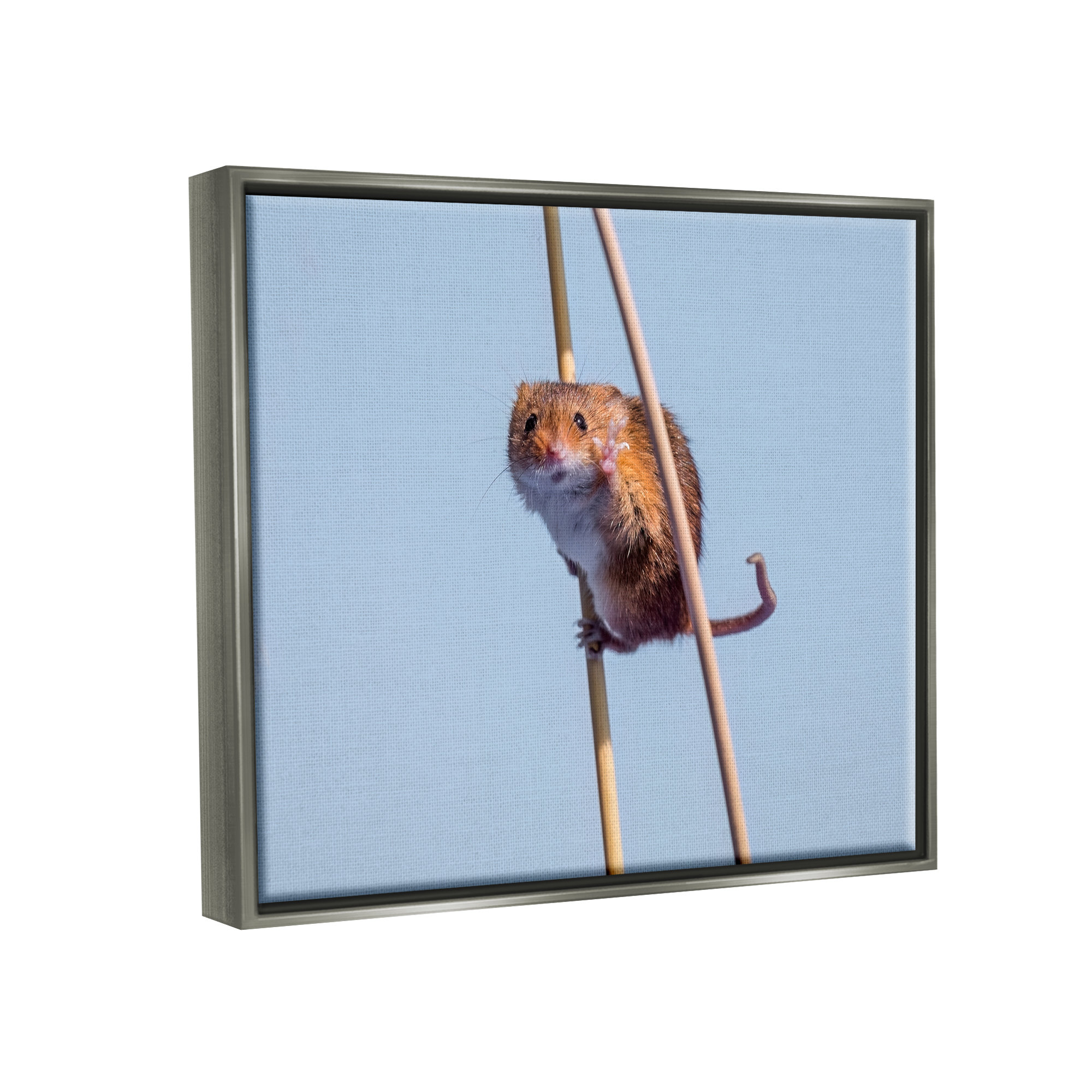 Stupell Industries Funny Balancing Mouse Framed Floater Canvas Wall Art ...