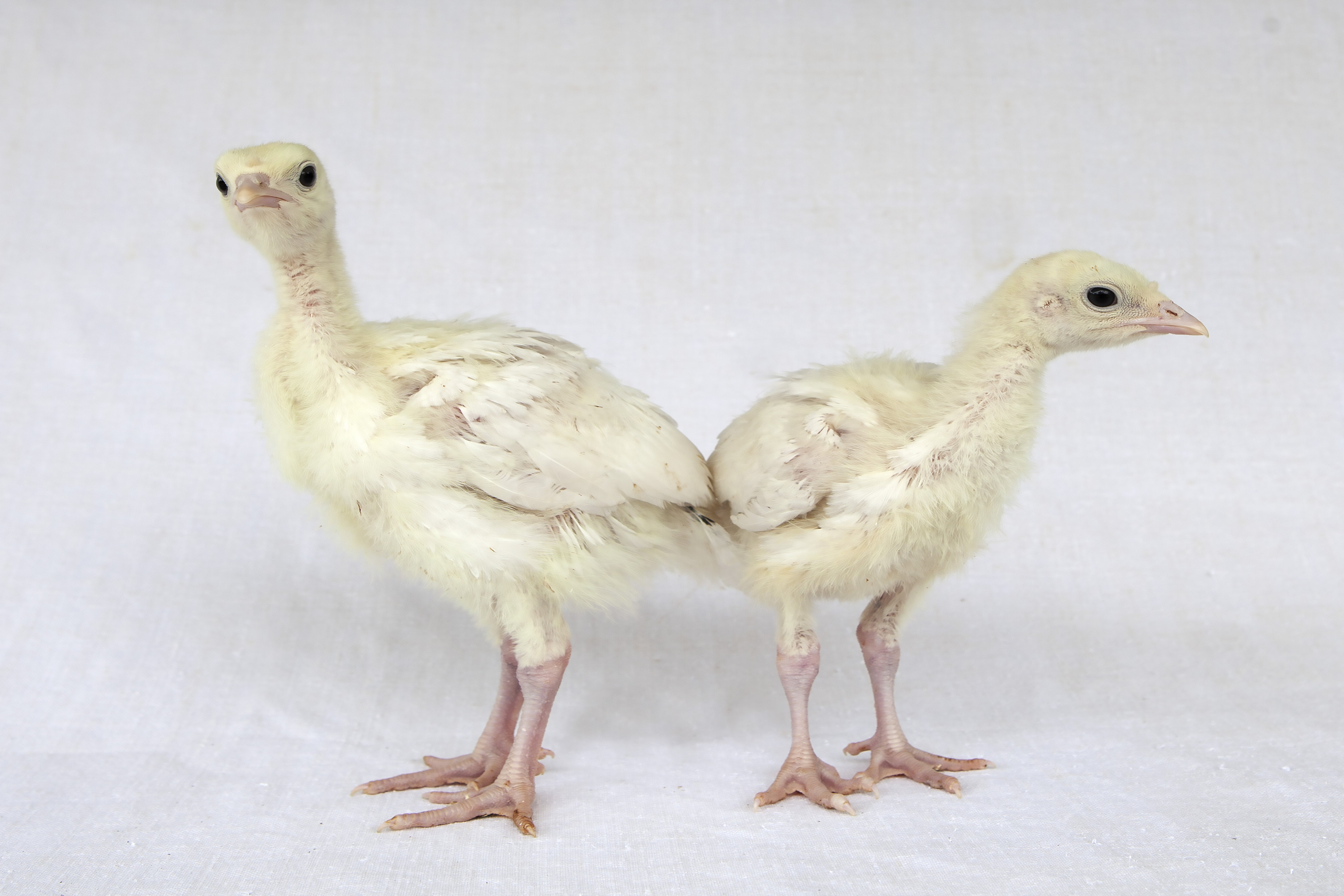 Millwood Pines Turkey Chicks I On Canvas Print | Wayfair