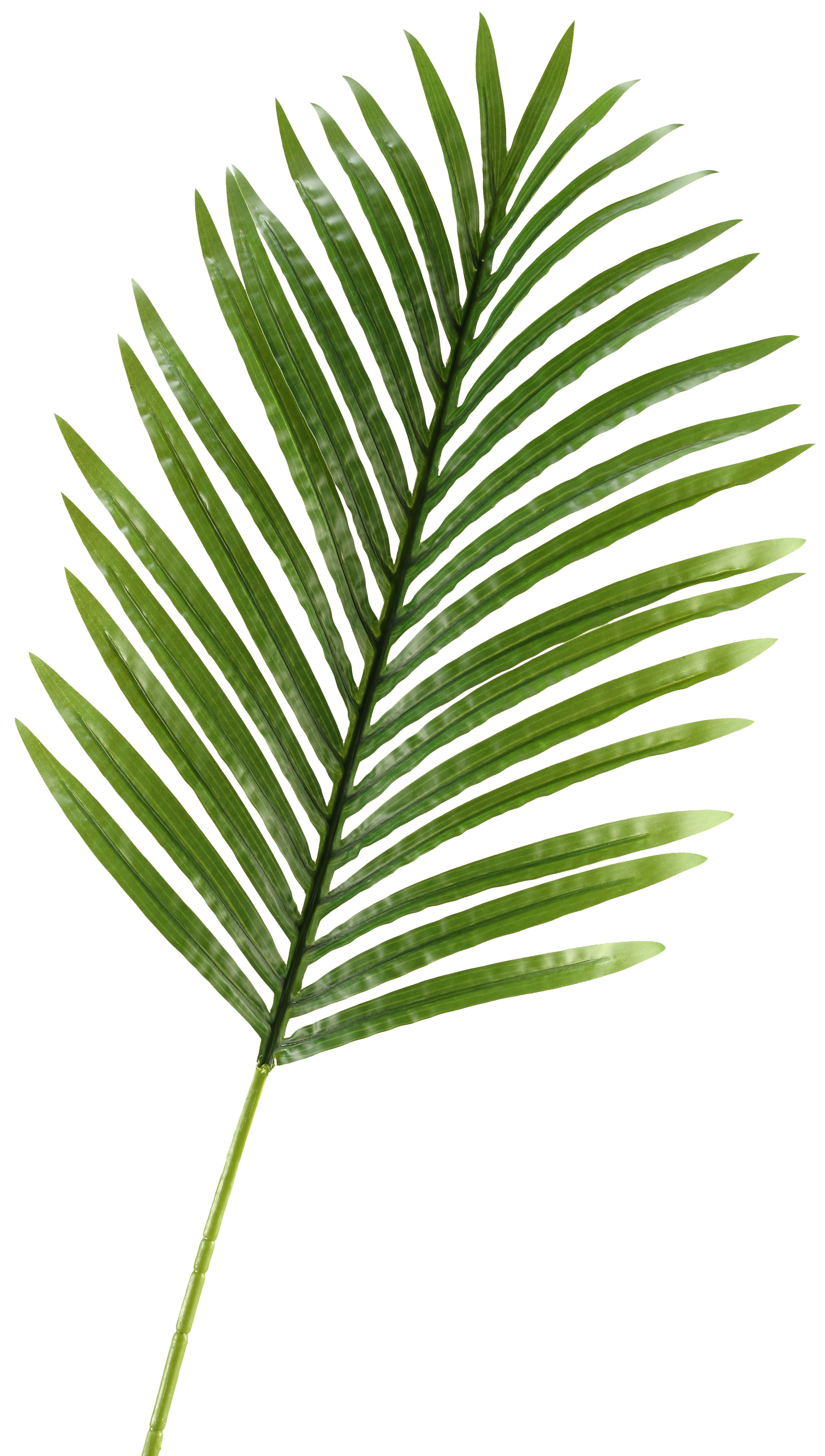 Bay Isle Home™ Large Hawaiian Leaf Palm Stem & Reviews | Wayfair