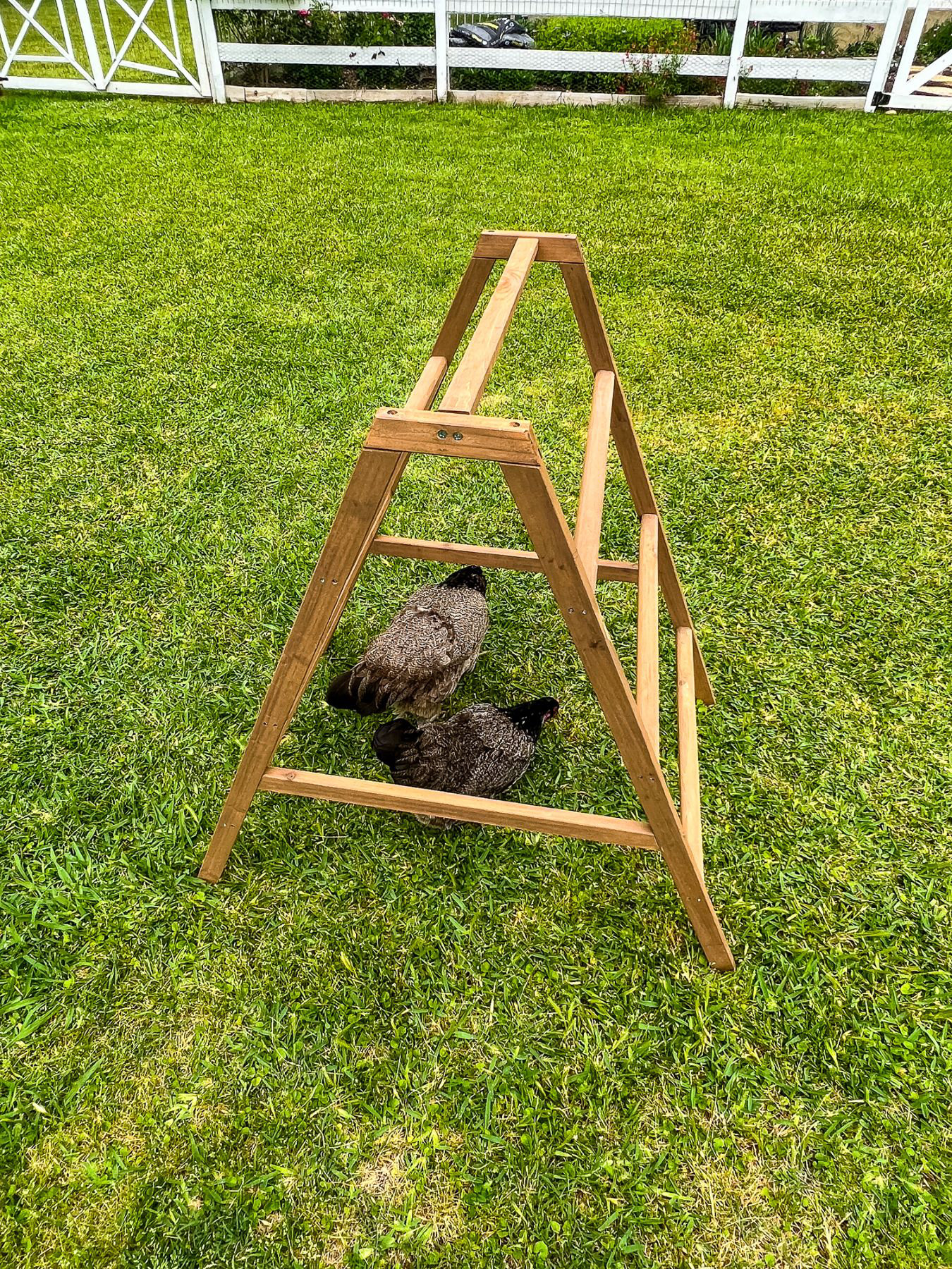 Arlmont & Co. Remel Roosting Bar - Wayfair Canada