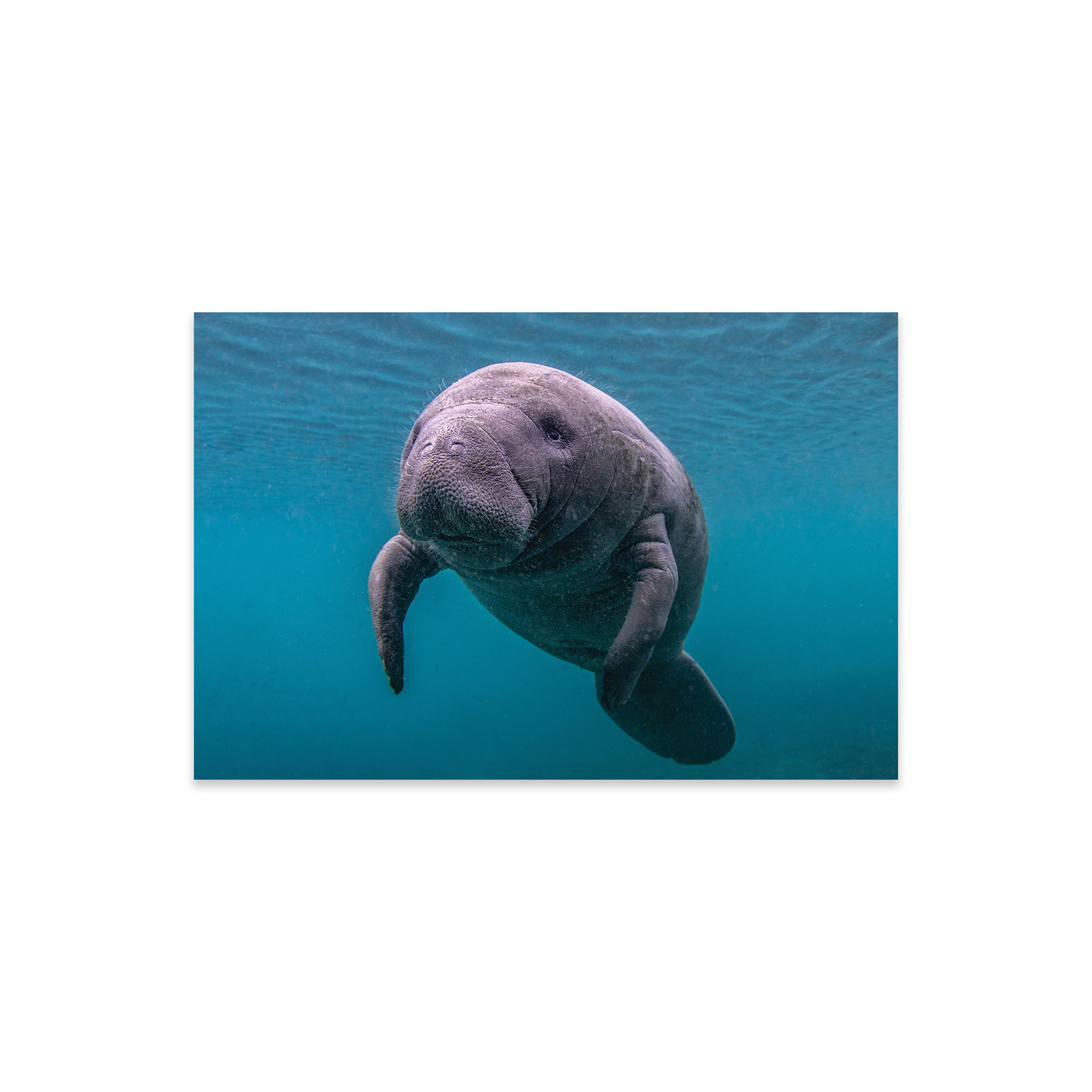 Dovecove Gintautas Baby Florida Manatee On Plastic / Acrylic by Eric ...