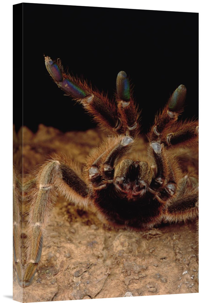 East Urban Home 'Tarantula in Defensive Posture, Trinidad' Photographic ...
