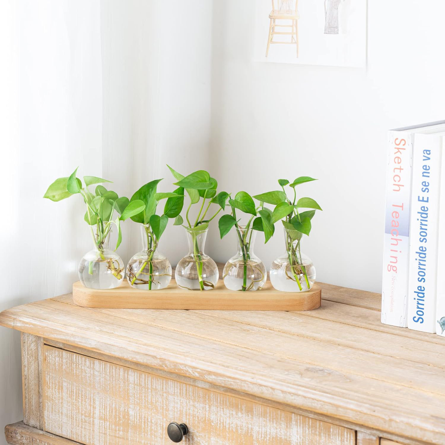 Williston Forge Desktop Plant Propagation Glass Station Retro Terrarium ...