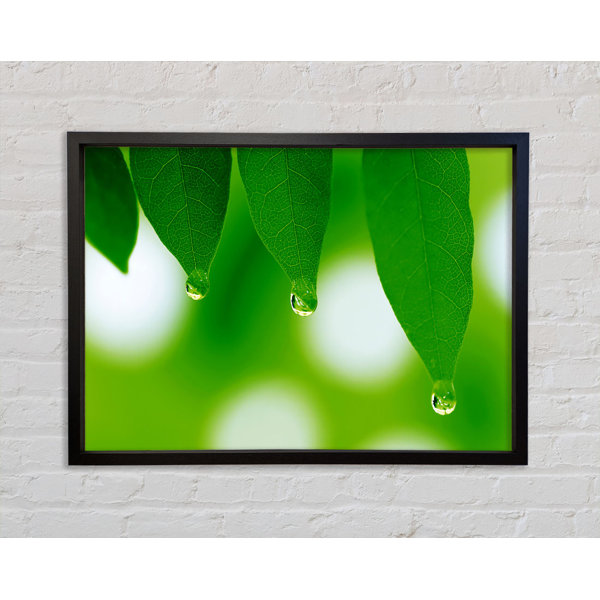 Bright Star Trio Dewdrop Leaf - Single Picture Frame Print on Canvas ...