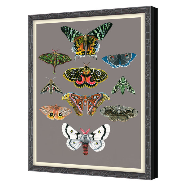 Grand Image Entomology Moths Chart by Thicket Design | Perigold