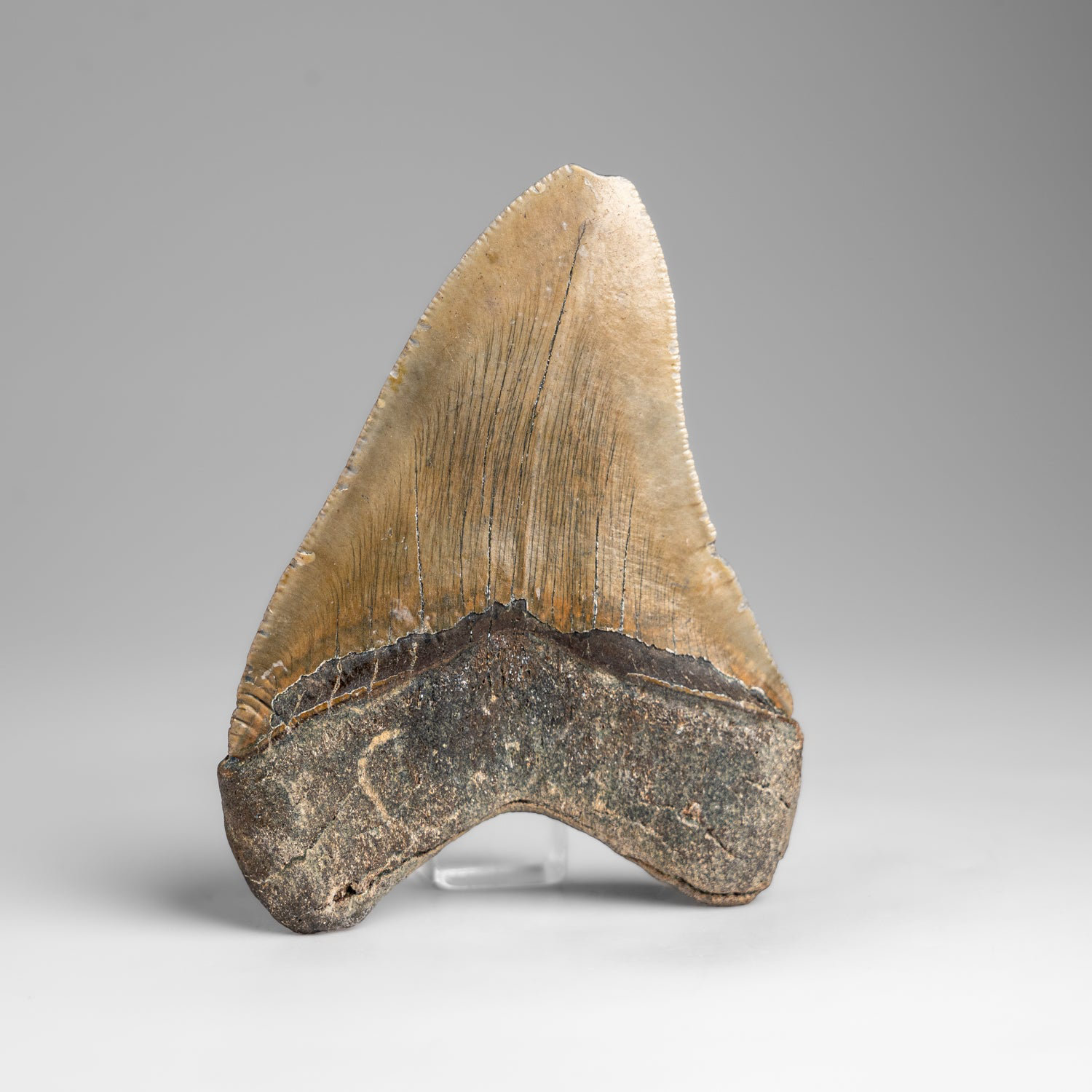 Astro Gallery of Gems Genuine Megalodon Shark Tooth In Display Box (137 ...