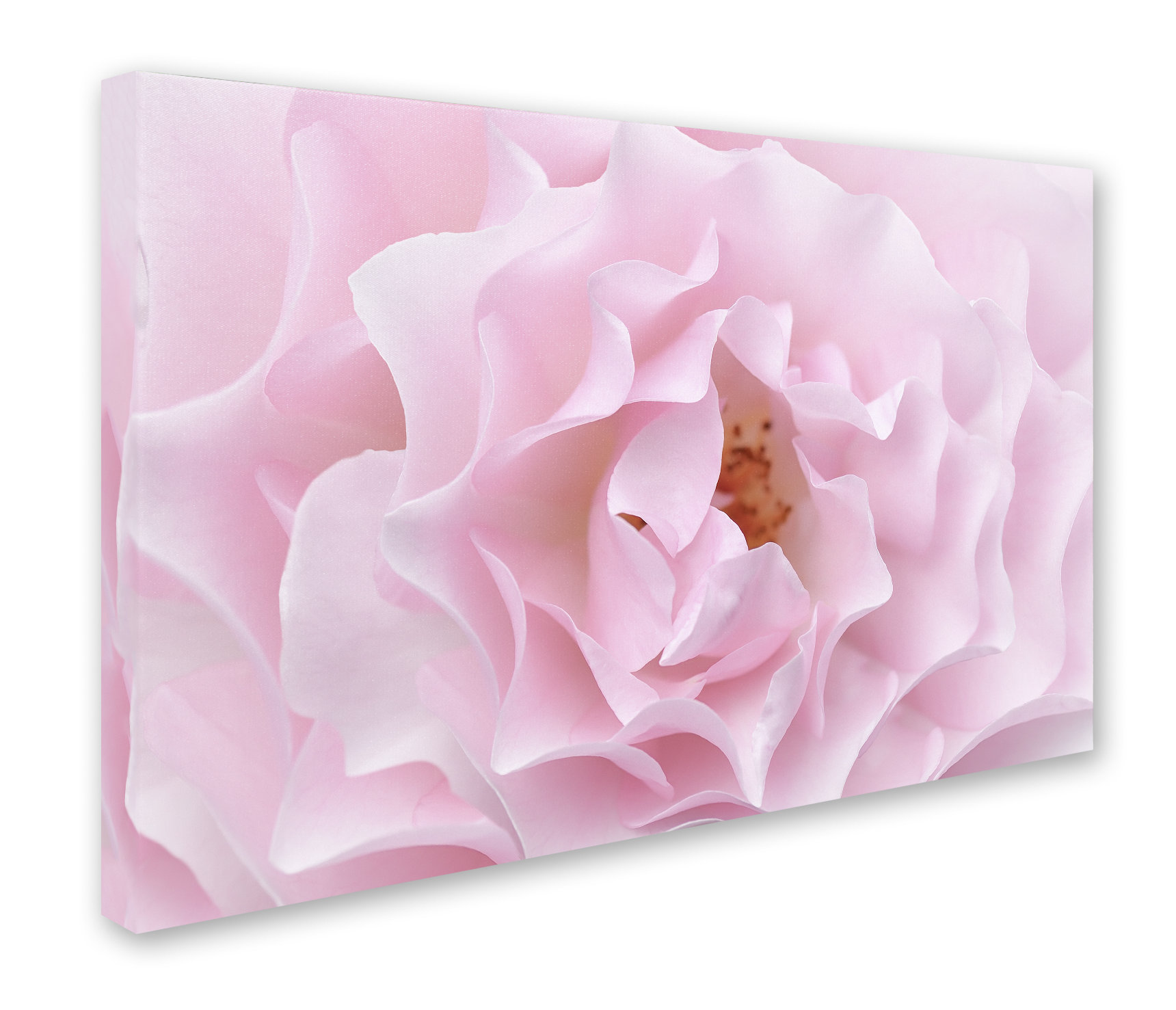 House of Hampton Rose Pink Rose by Cora Niele - Photograph Print on ...