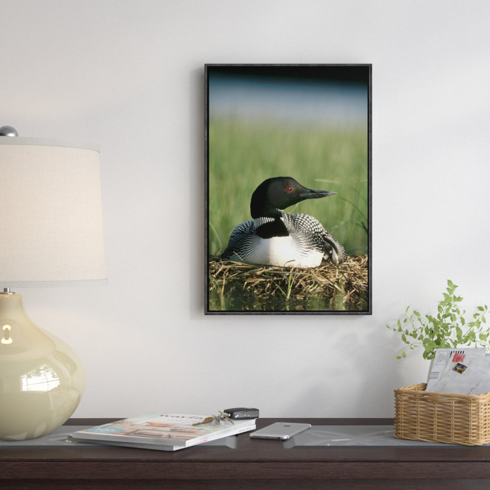East Urban Home 'Common Loon on Nest with One-Day-Old Chick, Summer ...