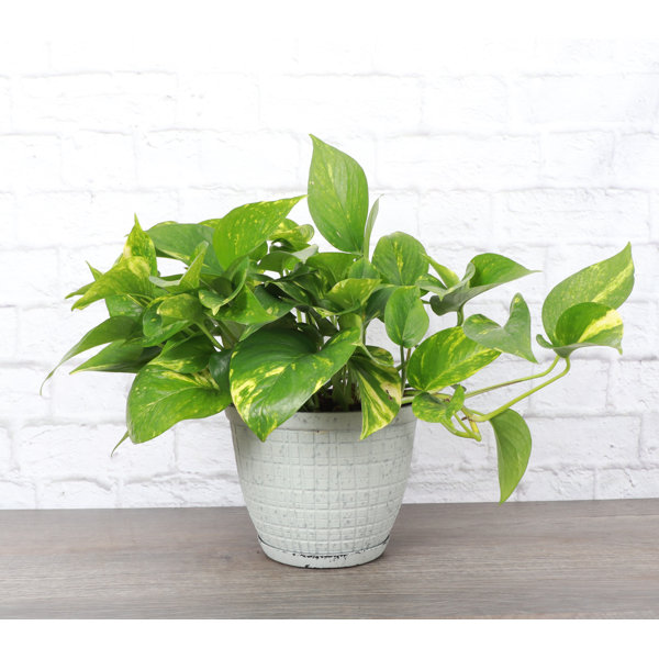 Thorsen's Greenhouse Live Golden Pothos Plant in Rustic Planter, 6 ...