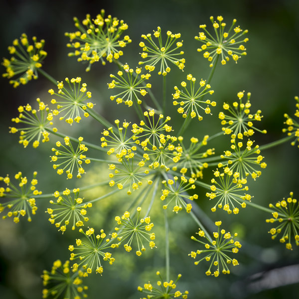 Cassilyn | Wayfair.co.uk