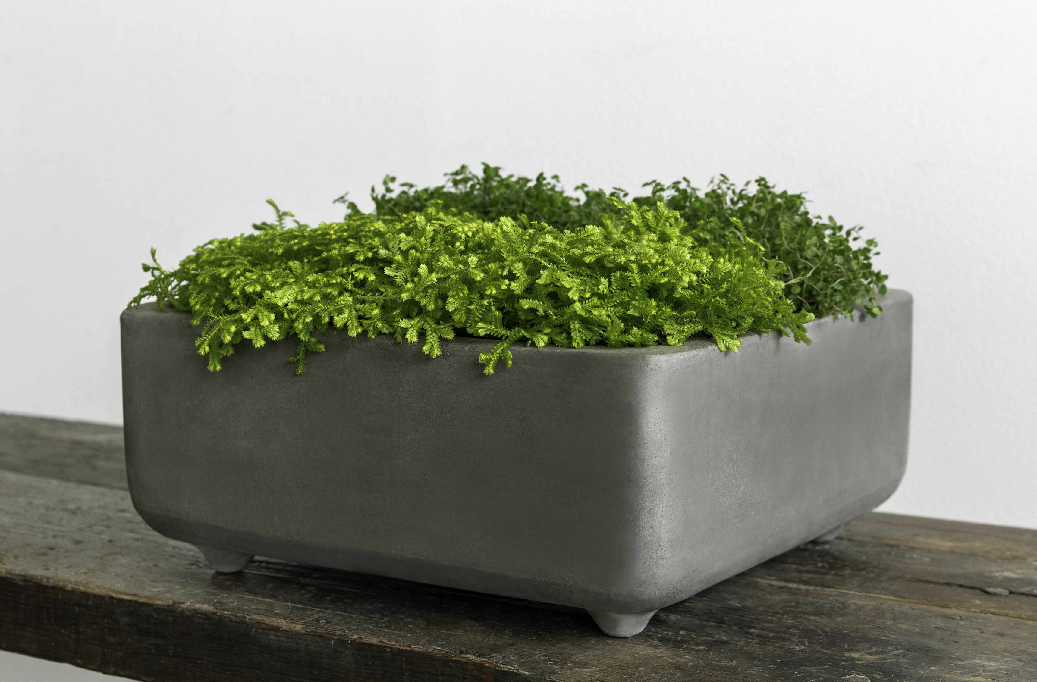 Campania International Geo Cement Pot Planter | Wayfair