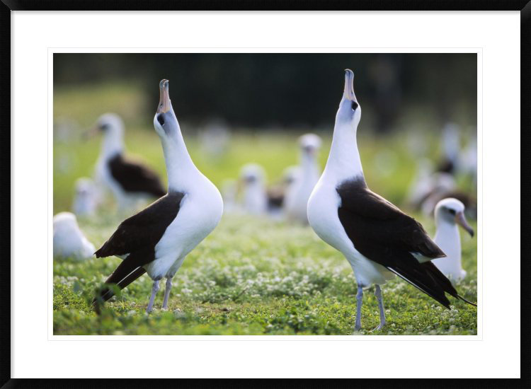 Global Gallery 'Laysan Albatross Courtship Dance, Midway Atoll, Hawaii ...