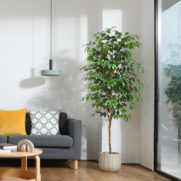 Trees | Wayfair