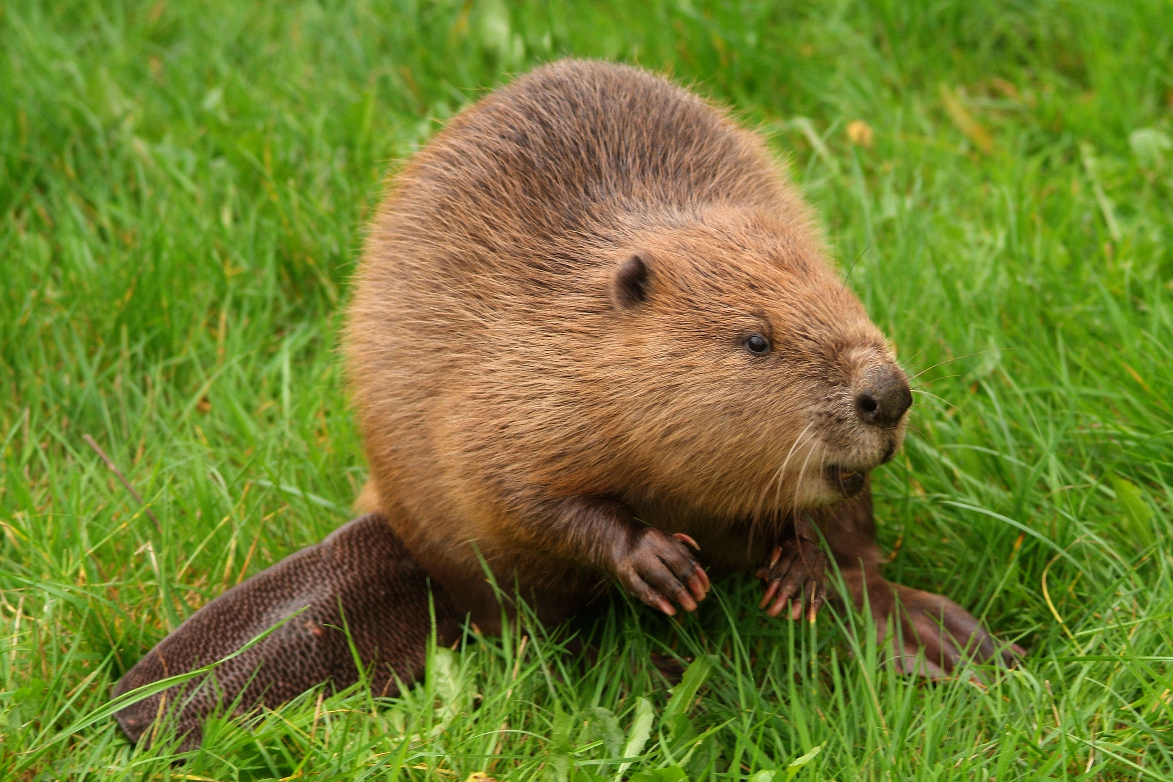 Union Rustic Eurasion Beaver by Christopher Jones - Wrapped Canvas ...