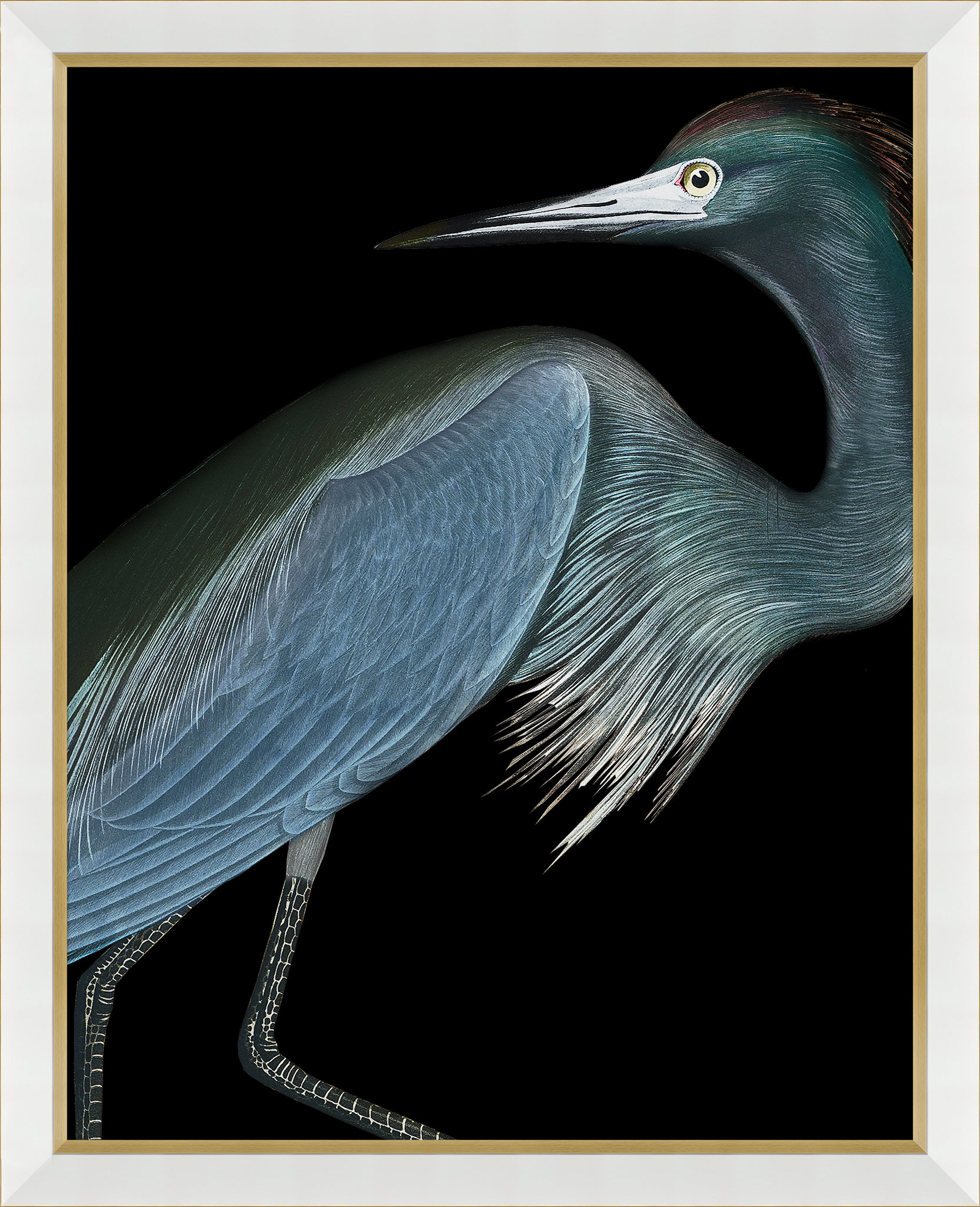 Soicher Marin Solarized Audubon Birds - Single Picture Frame Graphic ...