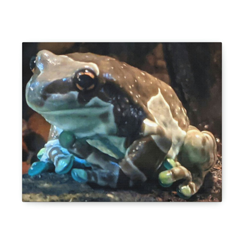 Latitude Run® Toad by Kelly Johnson - Wrapped Canvas Graphic Art | Wayfair