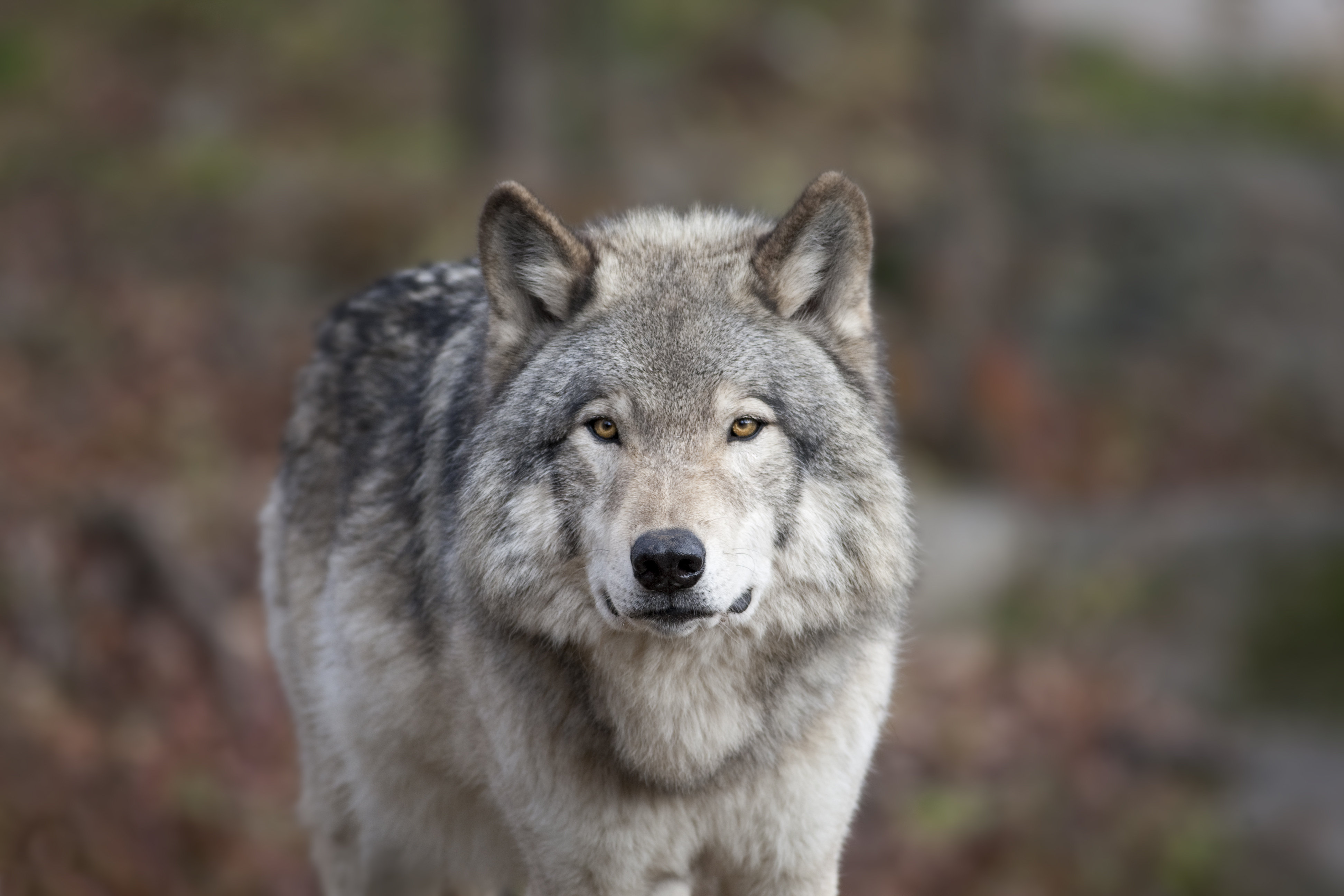 Millwood Pines Anagabriel Gray Wolf On Canvas by Lefion Photograph ...