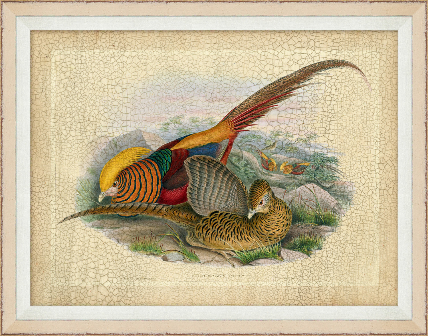 Wendover Art Group Pheasant Collection 2 - Picture Frame Graphic Art ...