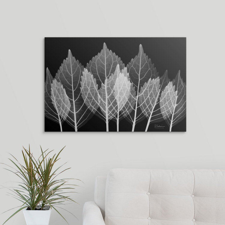 Wade Logan Manigault 'Leaves X-Ray by Kiranjit Photographic Print | Wayfair