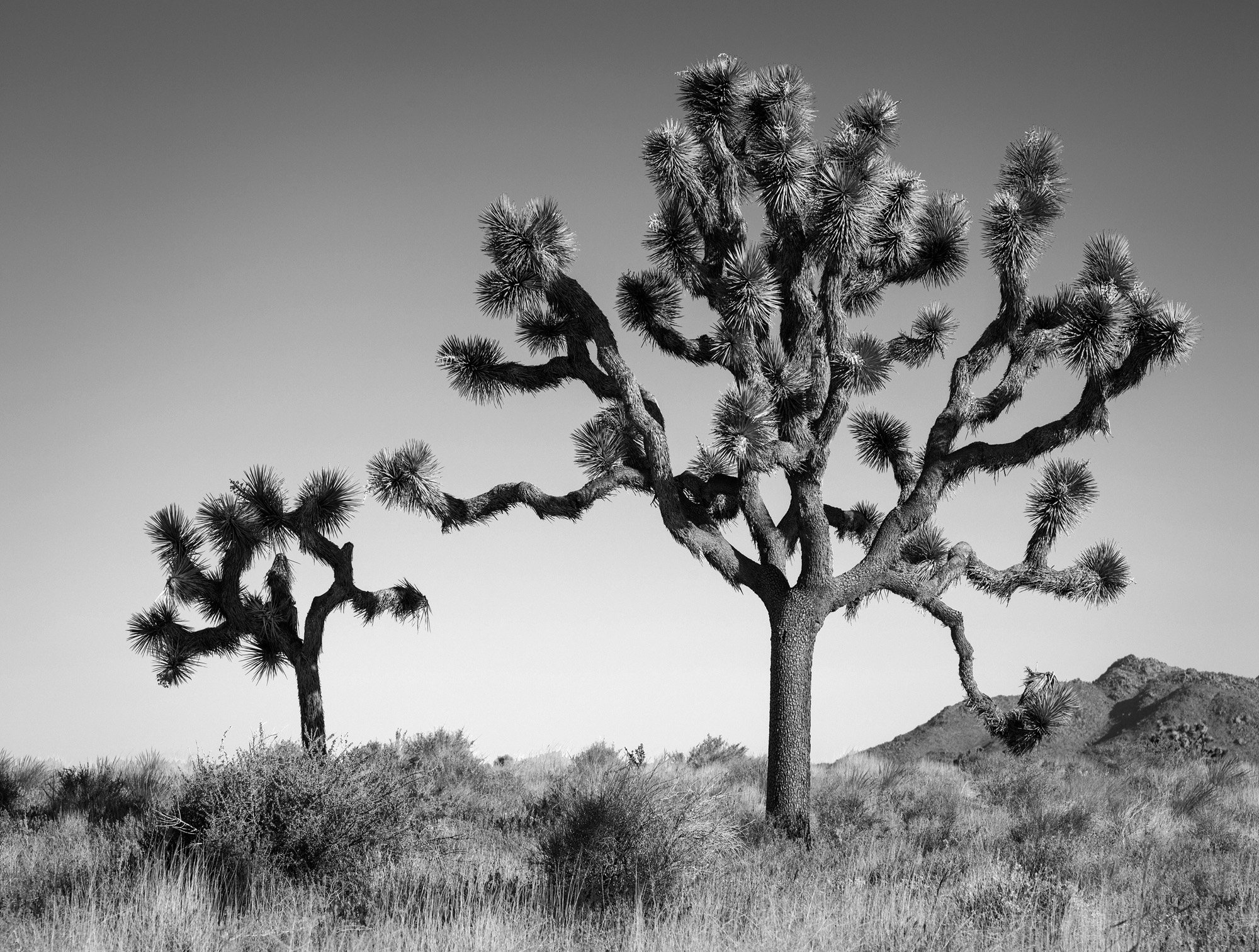 Wendover Art Group Joshua Landscape by Christopher Kennedy - Unframed ...