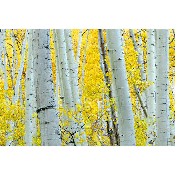 Alpen Home Landscape Autumn Aspen Tree by Amygdala_imagery - Wrapped ...