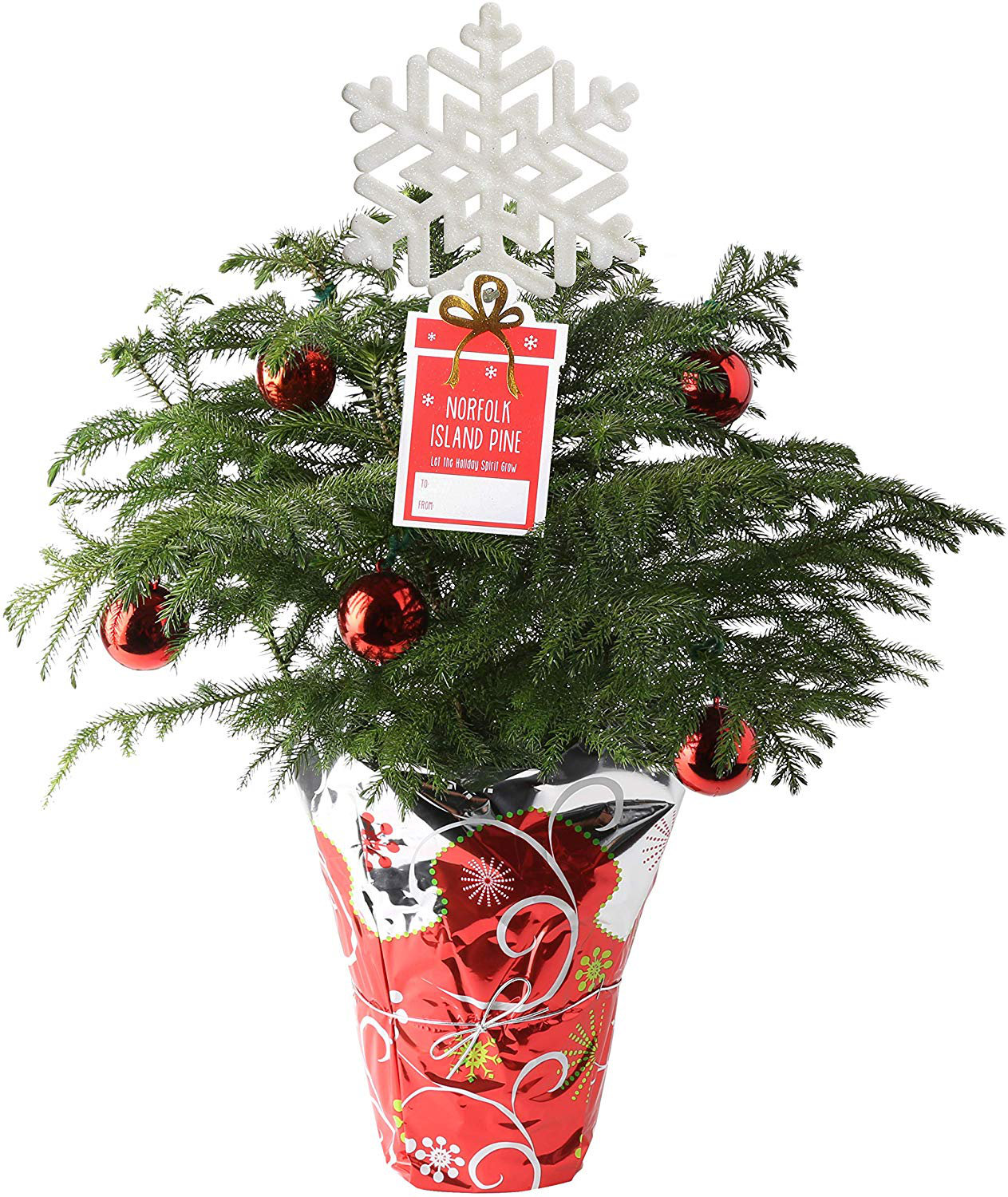 Costa Farms Indoor Norfolk Island Pine House Plant in 10-inch Holiday ...