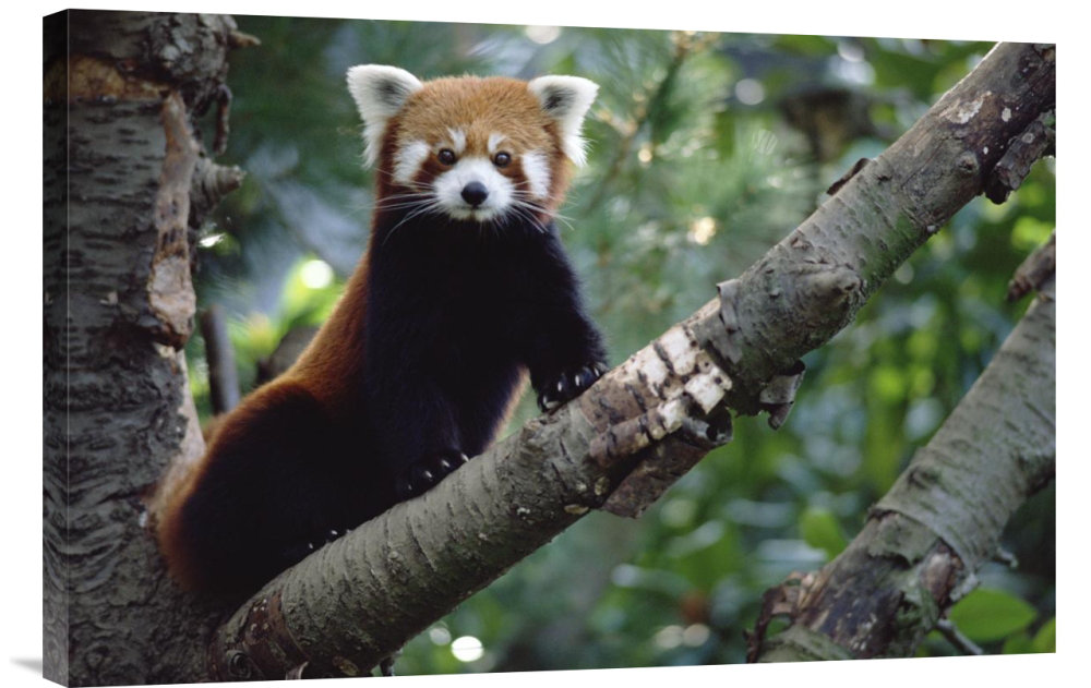 East Urban Home Lesser Panda Sitting on Tree Limb - Photograph Print on ...