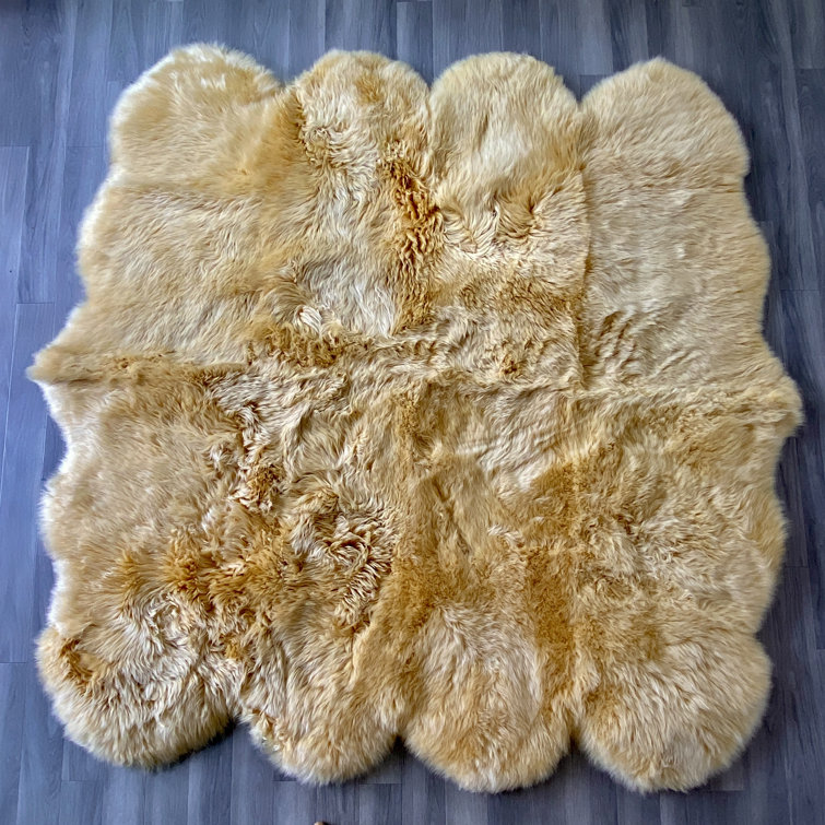 Canora Grey Arthur Cameron Mustard Coloured Sheepskin Rug | Wayfair.co.uk