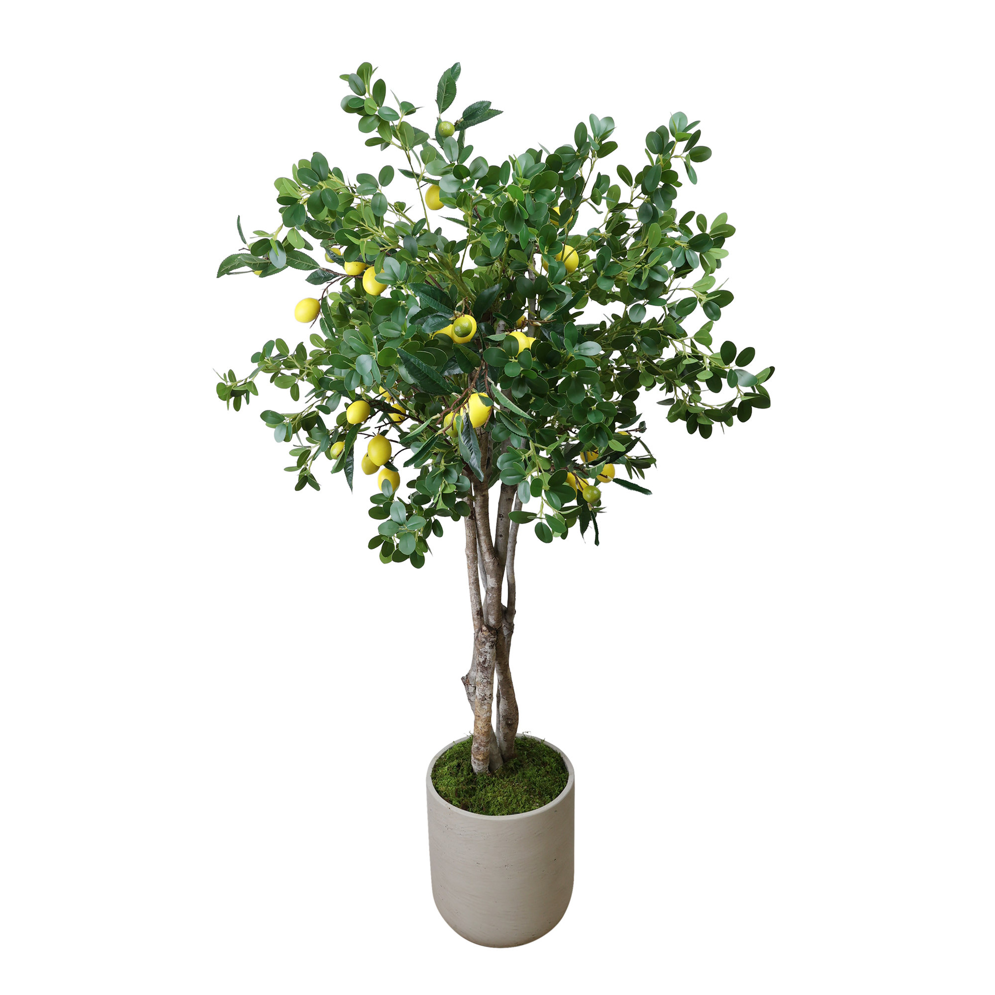 Creative Displays, Inc. Lemon Tree in Fiberstone Pot | Perigold