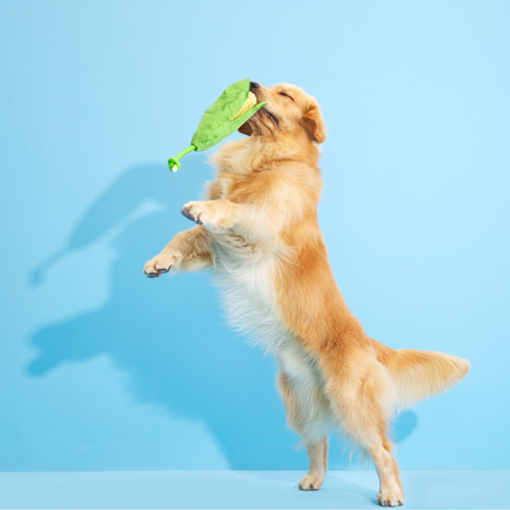 Bark Box Bark Corn On The Slob Dog Toy | Wayfair.co.uk